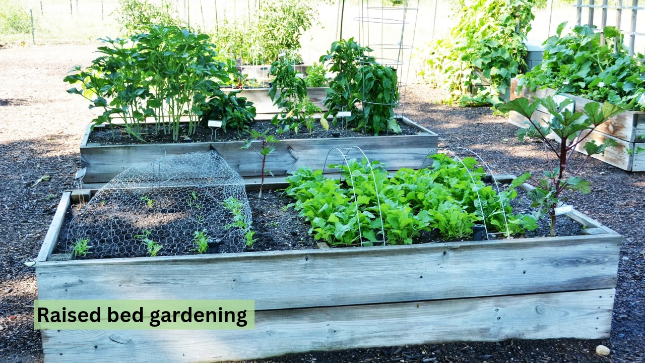 Gardening Basics-A Beginner's Guide To Starting Your First Garden